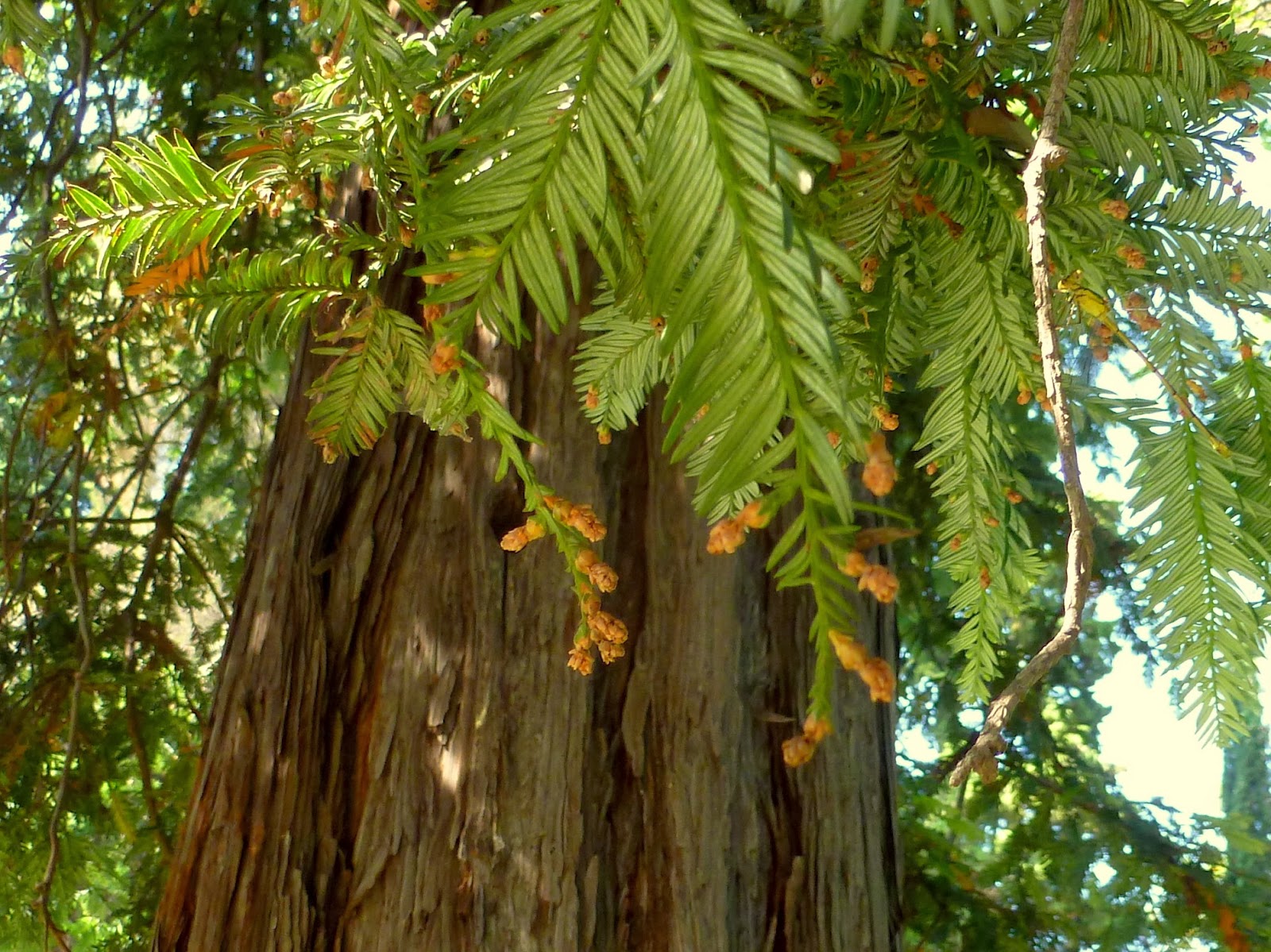 Árboles con alma: Sequoya roja. (Sequoia sempervirens)