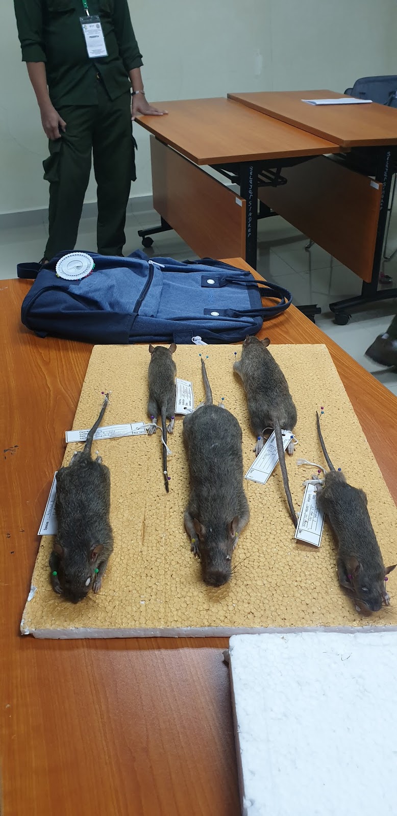 Pelatihan Pengendalian Tikus dan Pinjal Bagi Petugas KKP Se-Indonesia ...