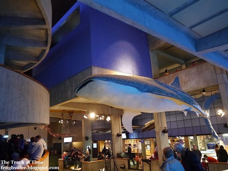 New England Aquarium - Giant Ocean Tank | The Track of Time