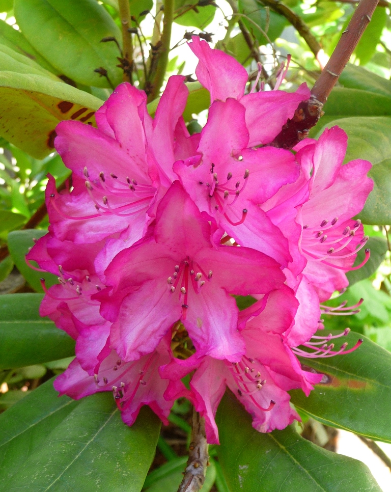 RosalieWakefield-Millefiori: Cuthbert - Viking Cat Invades Personal ...