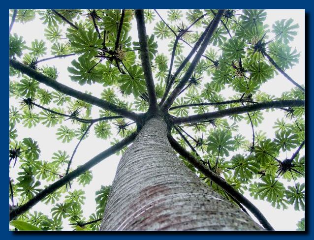 Nayara Gardens : Guarumo - Cecropia obtusifolia