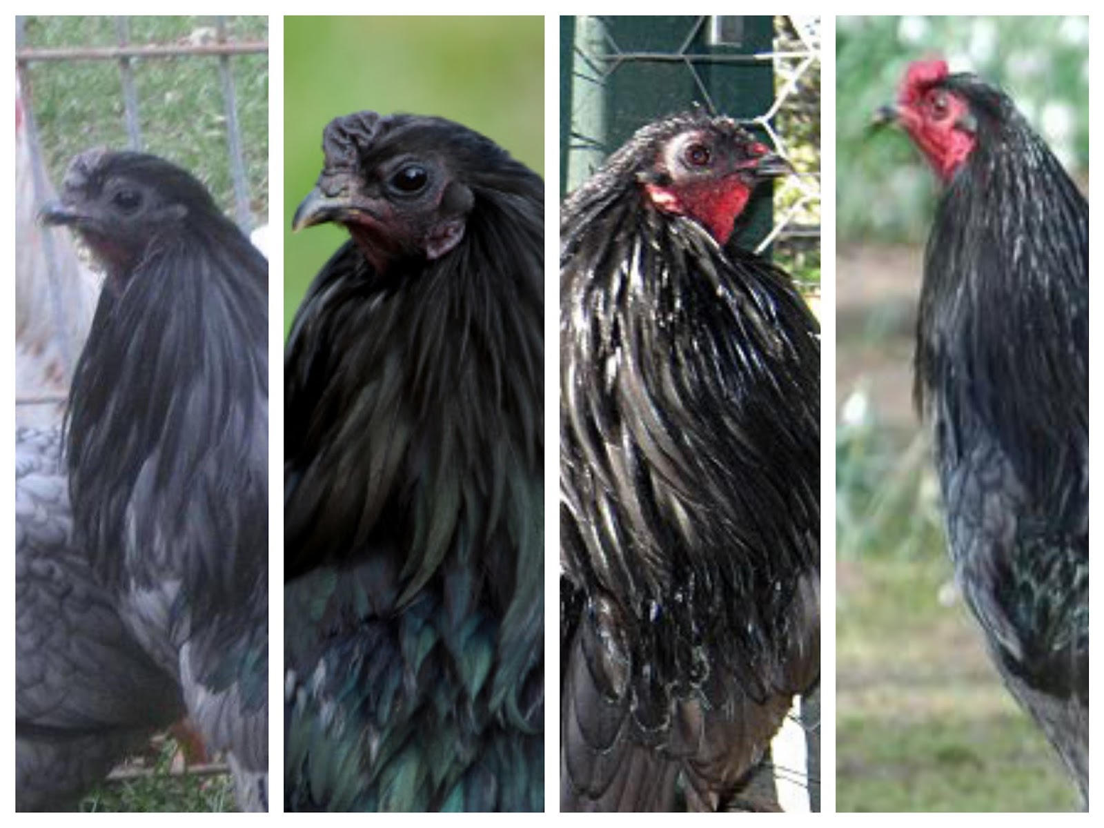 Ayam Ngampus: Black Sumatra