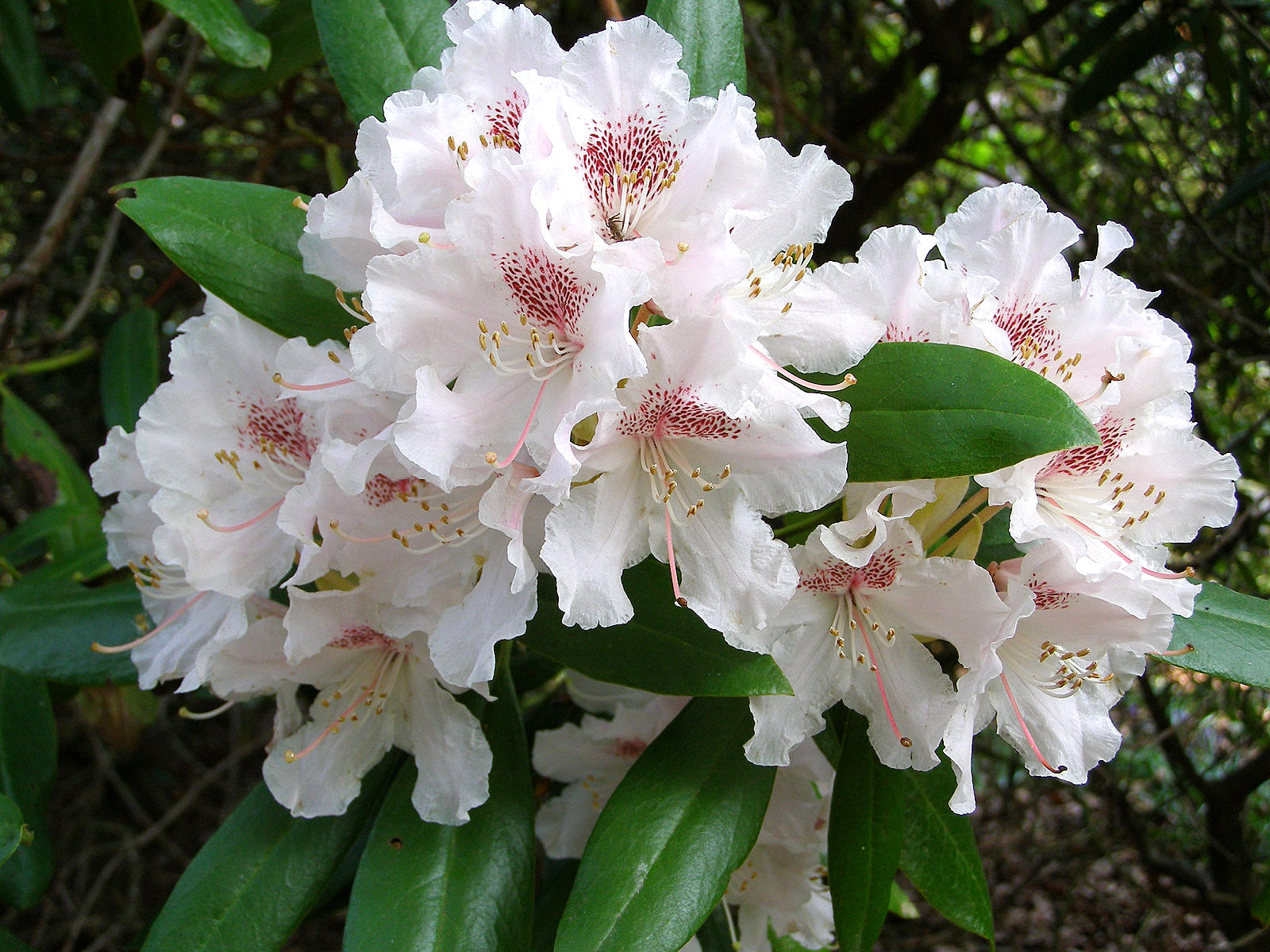 Random Jottings: Rhododendron