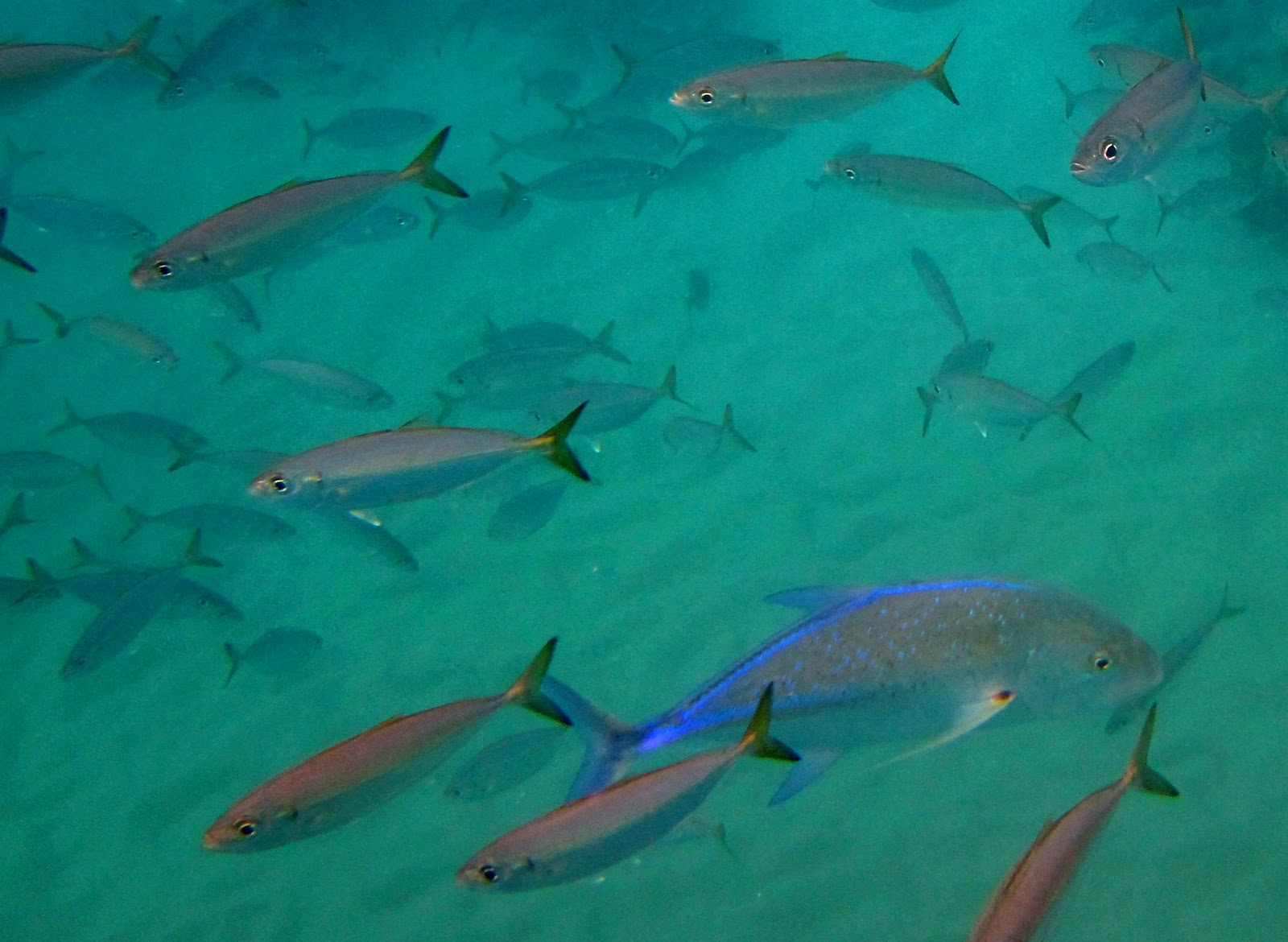 Kona Snorkeling, Fish Watching and Other Adventures: The Fish Ball