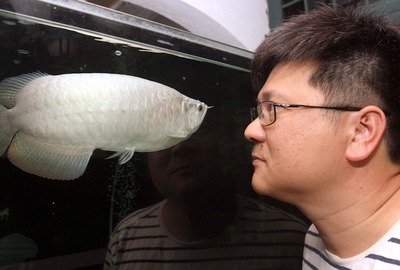 Asian Arowana: Preserving arowana bloodlines