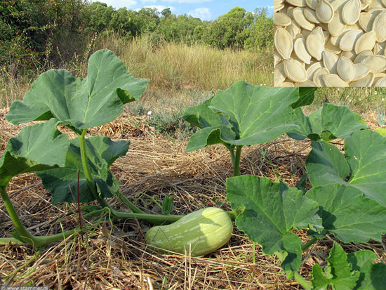 Pumpkin seed (Nanguazi)-Cucurbita moschata-Semen Cucurbitae moschatae