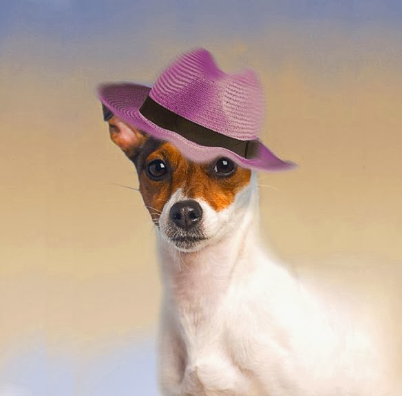 NUNCAJAMAS COCKER: CALENDARIO "HOUNDS IN HATS", 12 PERROS CON SOMBRERO ...