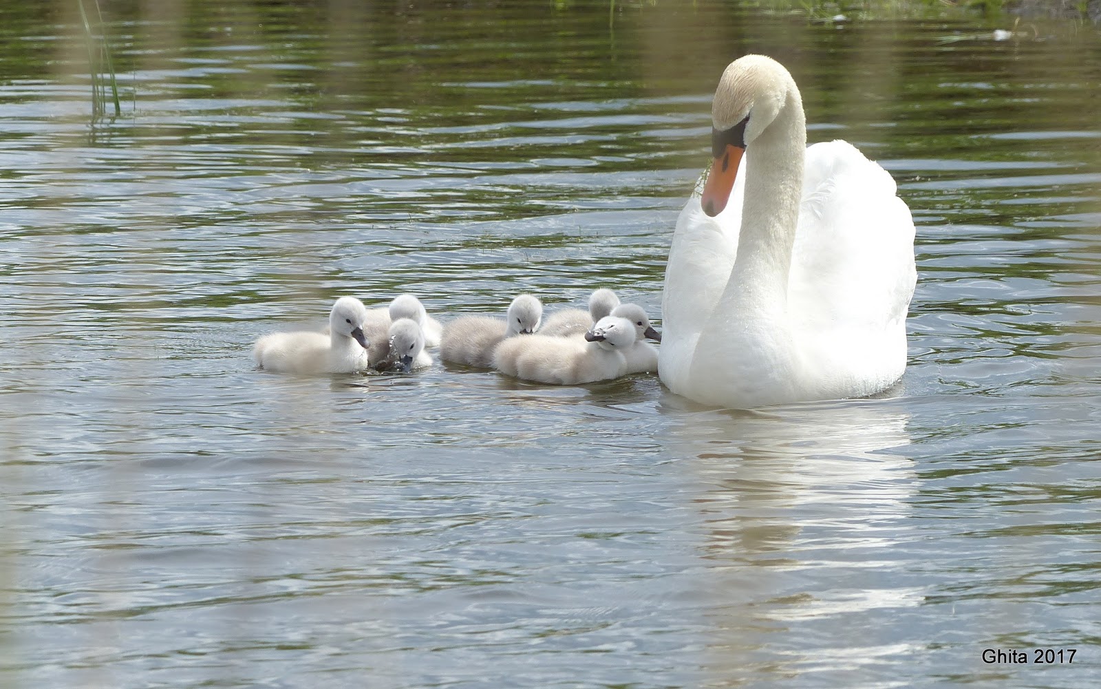 Carpe Diem: Natuur rond Leiden: mei/juni