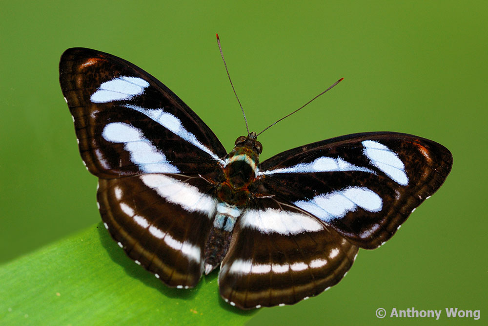 Butterflies of Singapore: Sergeants of Singapore