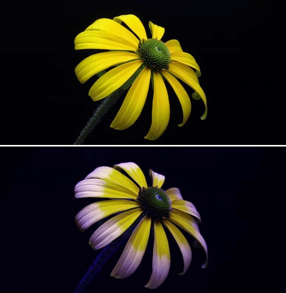 Life In Color: The Colorful World of Tetrachromacy