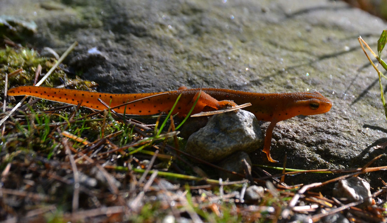 Woods Walks and Wildlife: September 2013