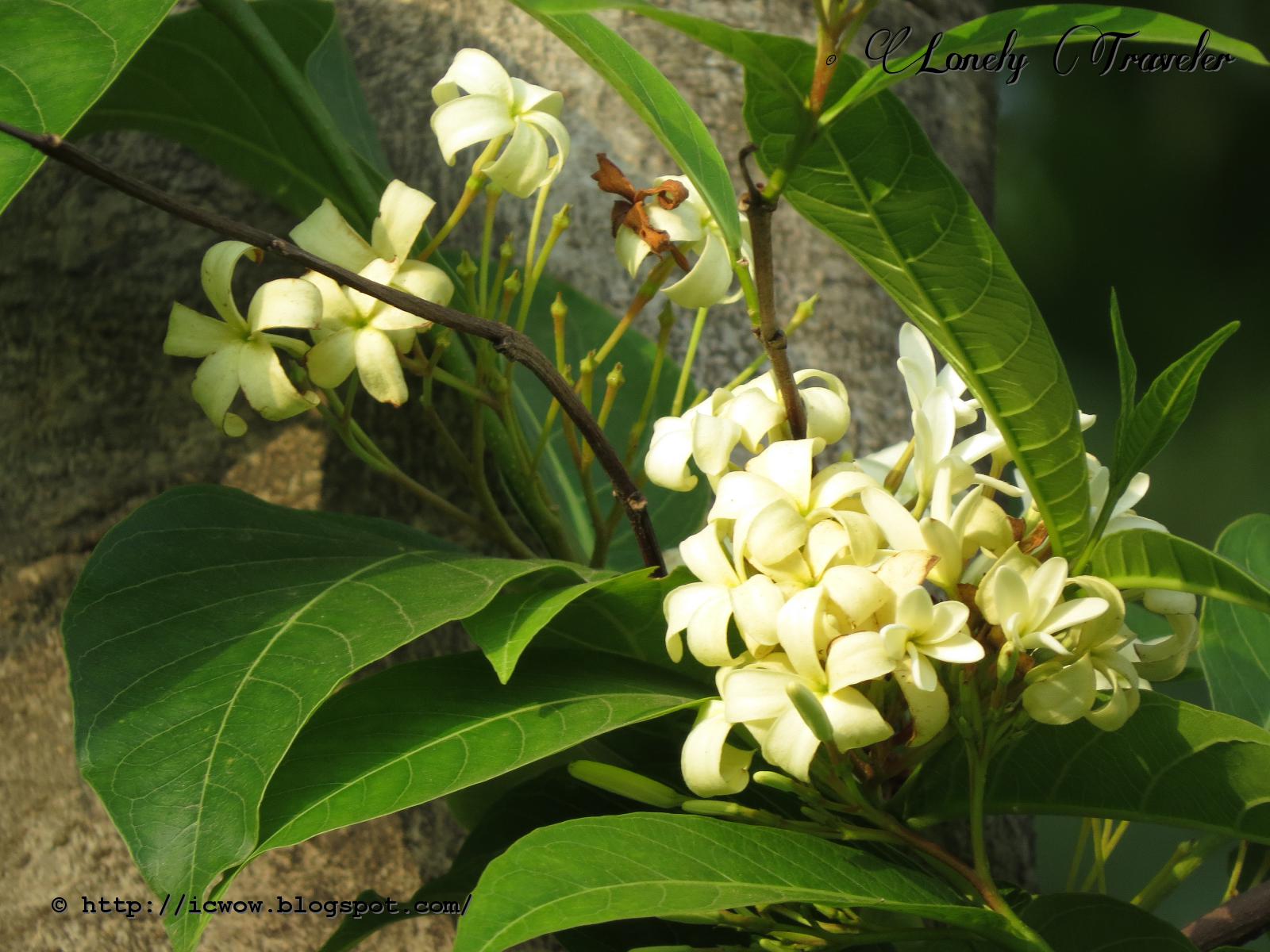 Kurchi ful (কুর্চি ফুল) - Holarrhena pubescens