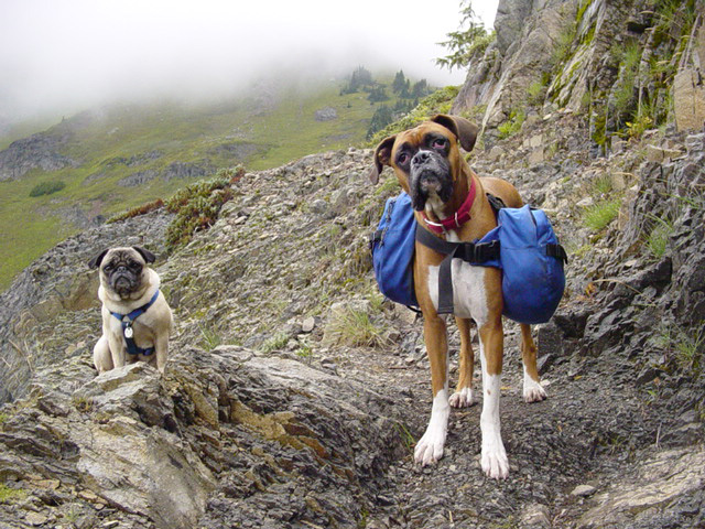 My Roads Traveled: Iron Pug