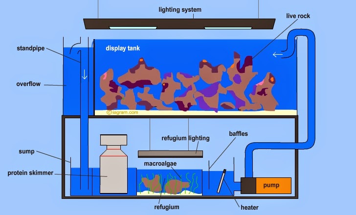 Keindahan Akuarium dan Penghuninya: SISTEM FILTER