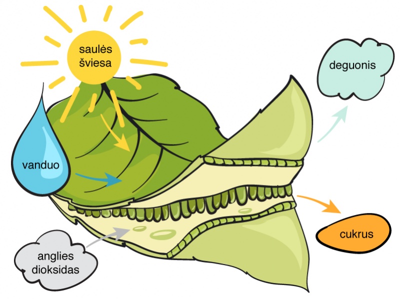 Fotosintezė ~ Biomokslai