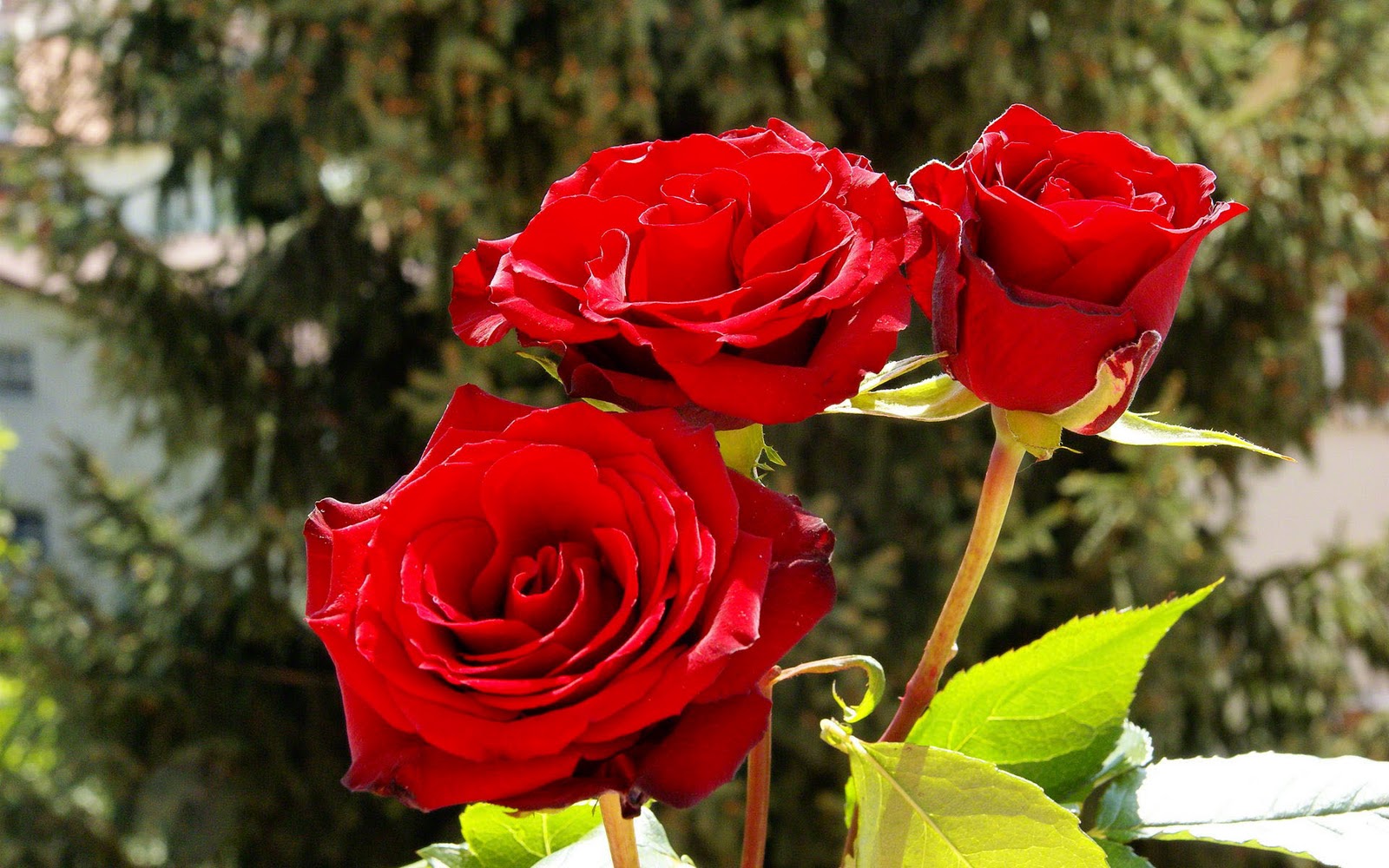 Amazing Red Roses Love Wallpapers And Backgrounds | Amazing Information