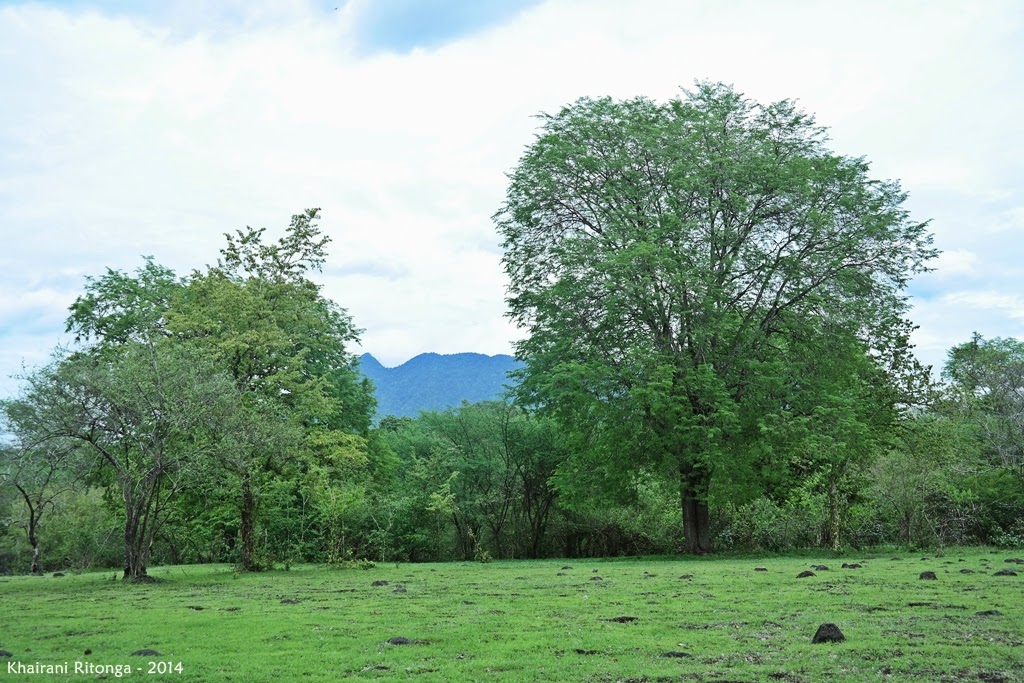 TravelScape Engineer: Jelajah Hutan Taman Nasional Baluran