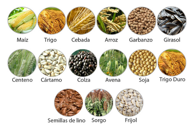 CEREALES Y OLEAGINOSAS: INTRODUCCIÓN