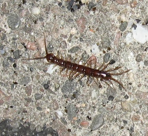 Tangled Web: 20,000 Micrometers under the Debris