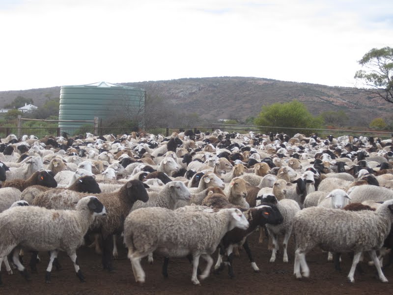 Aussie Cyn: Kondoolka Station, Sheep in South Australia