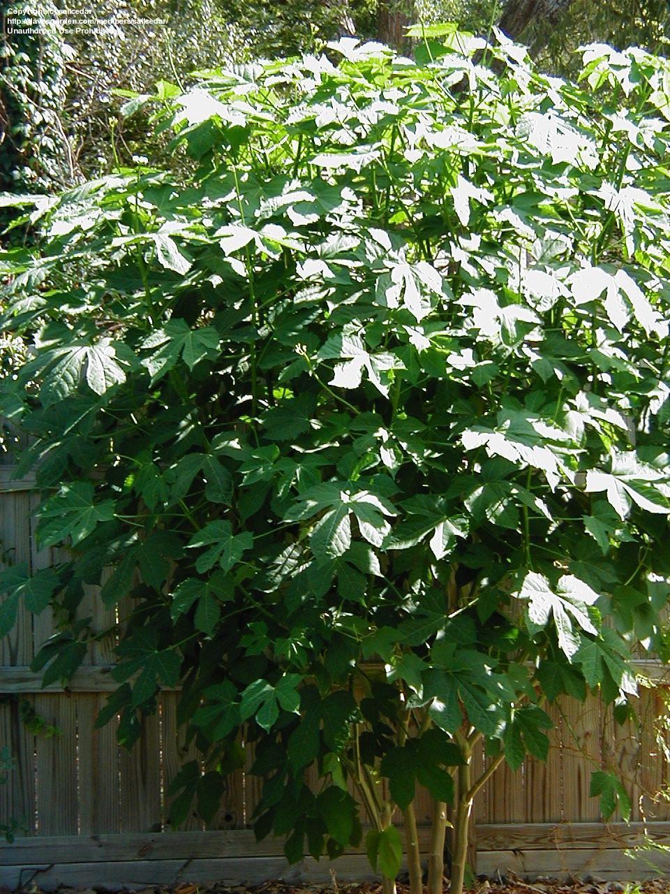 Reforestation and the Medicinal Uses of Trees -Liliana Usvat Research ...