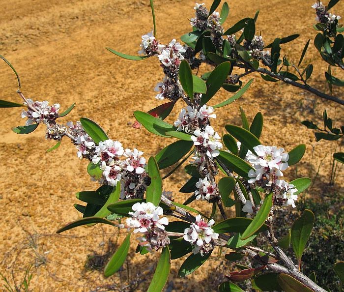 Esperance Wildflowers: Agonis baxteri