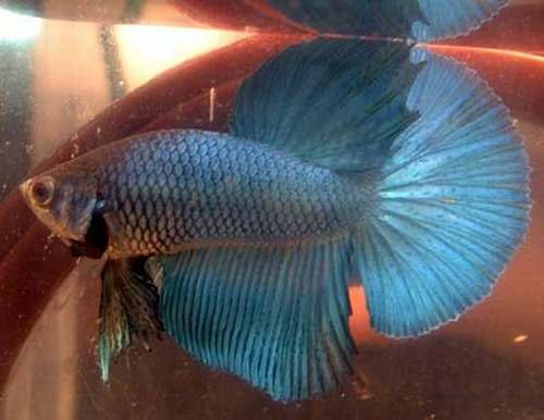 Betta Fish Awareness Day: Betta Fish Care: Betta Splendens Tail Types ...