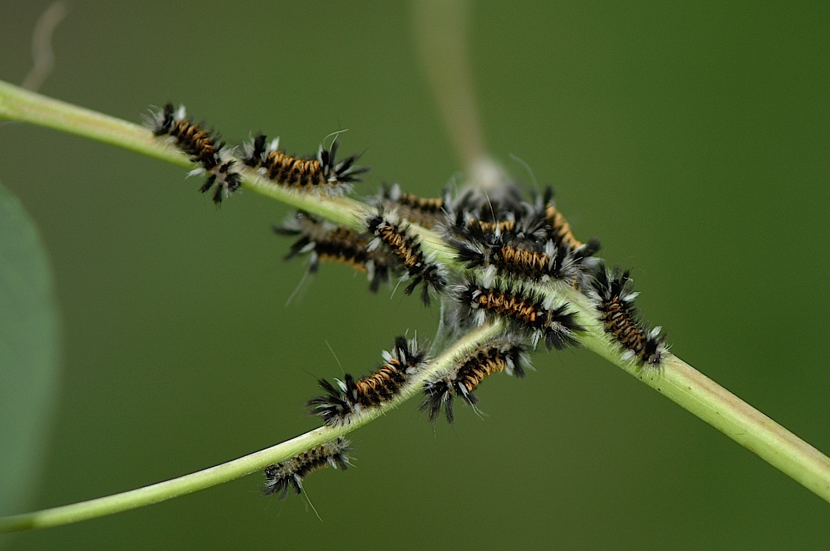 Field Biology in Southeastern Ohio: Insect Walk