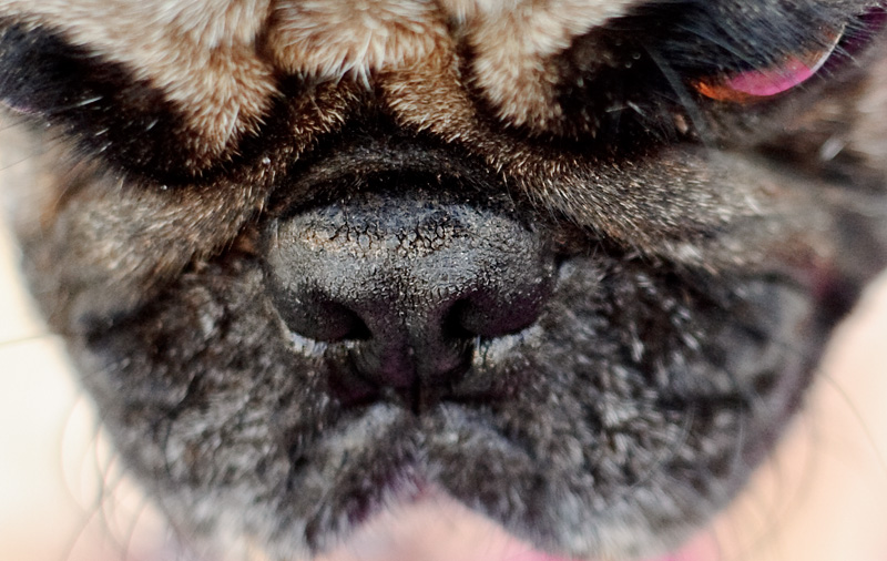 The Daily Puglet: SOOTHING THE NOSE FUNK