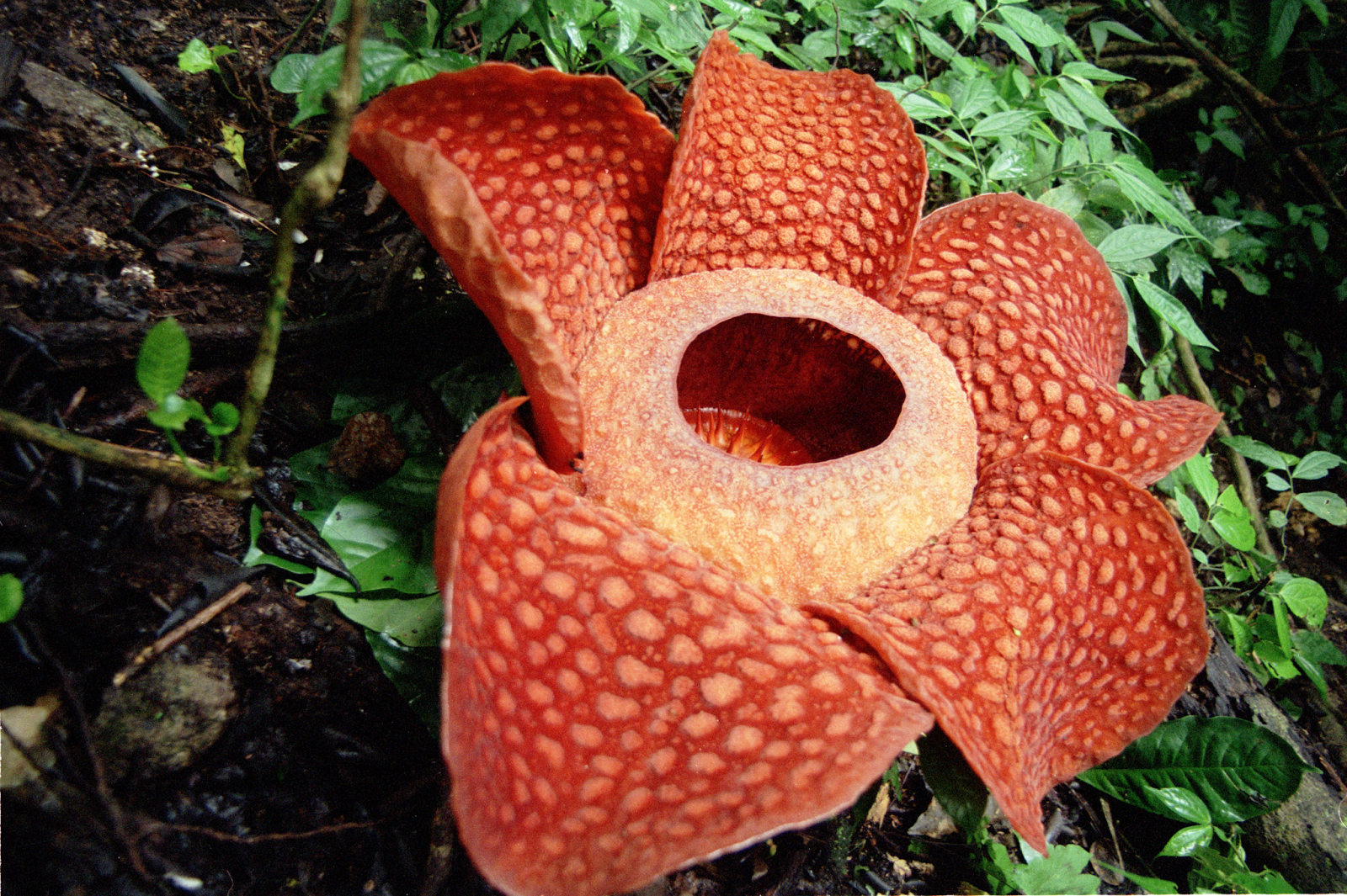 RAFFLESIA ARNOLDII FLOWER photos - wallpapers | the fun bank