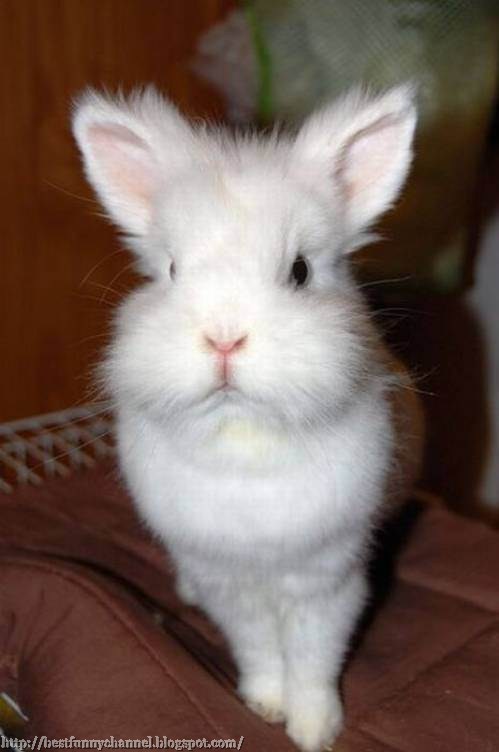 Cute and funny pictures of animals 13. Bunny.