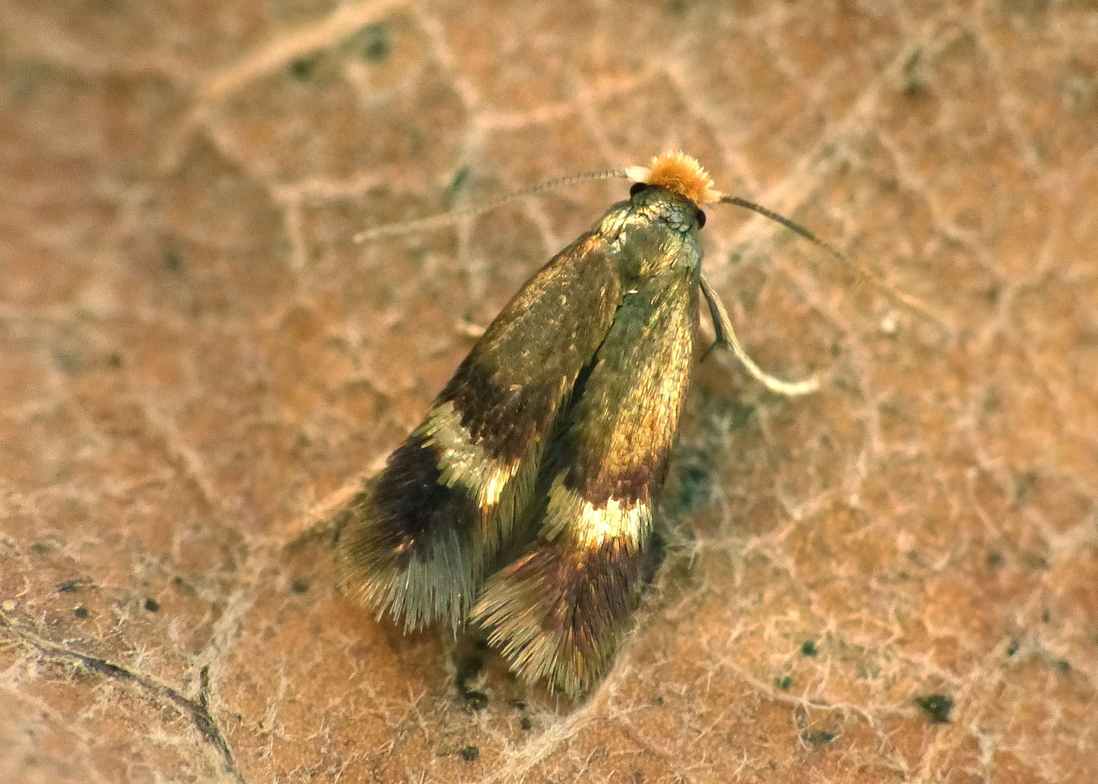 Charlie's moths of Calderdale.: NEPTICULIDAE: 31 - 55