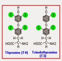 Anatomía y fisiología del sistema endocrino 2AM.: Anatomía de la ...