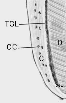 Oral Pathology India: 2015