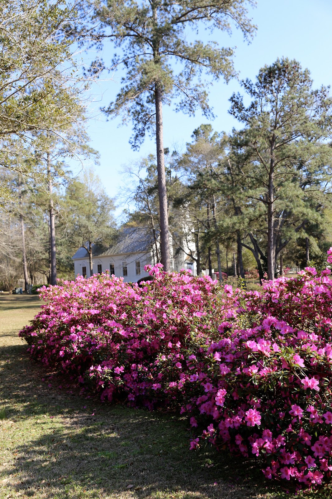 Sweet Southern Days: More Springtime Azaleas