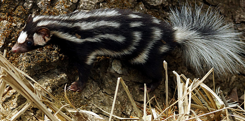 ECOSISTEMAS DE COSTA RICA: SPILOGALE ANGUSTIFRONS