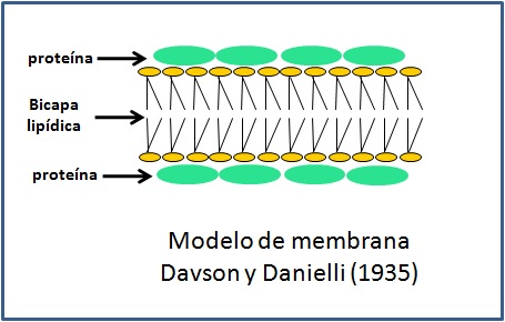 Un paseo por la ciencia: UN PASEO POR LA HISTORIA DE LA MEMBRANA