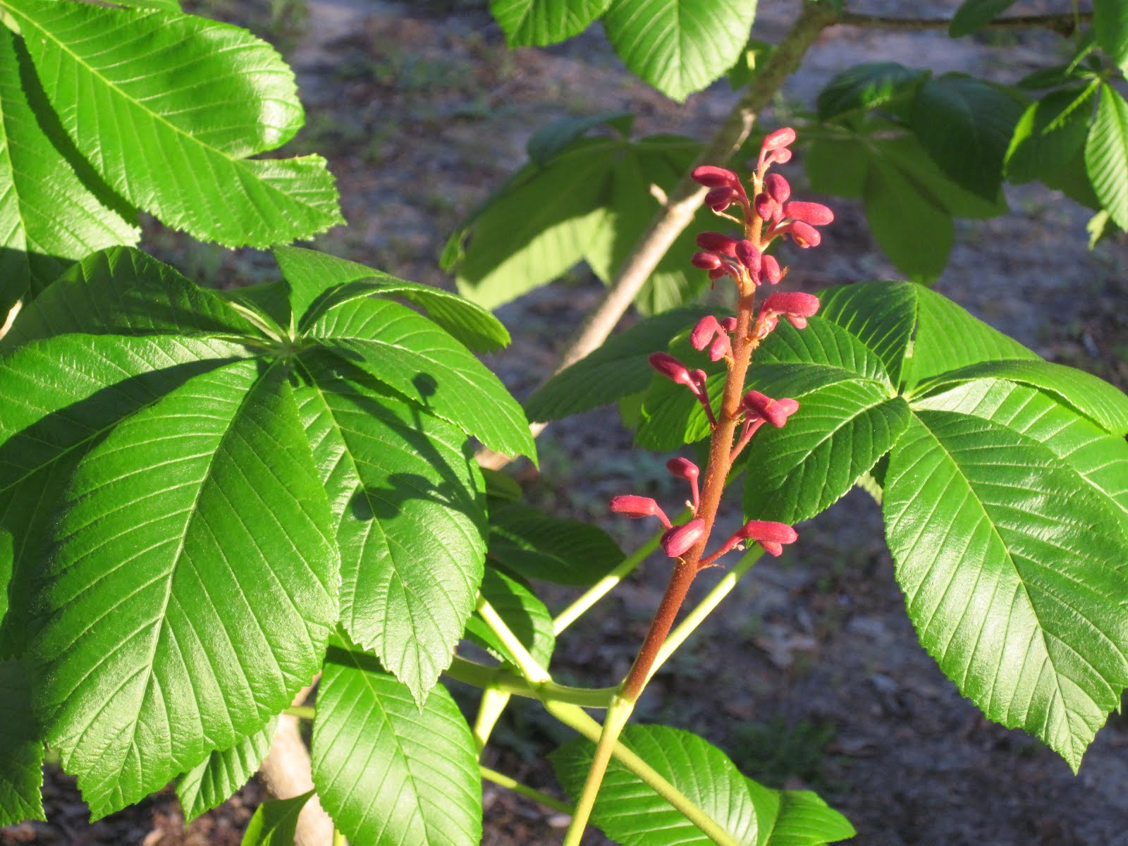 Lisa Bonassin's Garden: What's Blooming Now - Red Buckeye Tree 03/4/2012