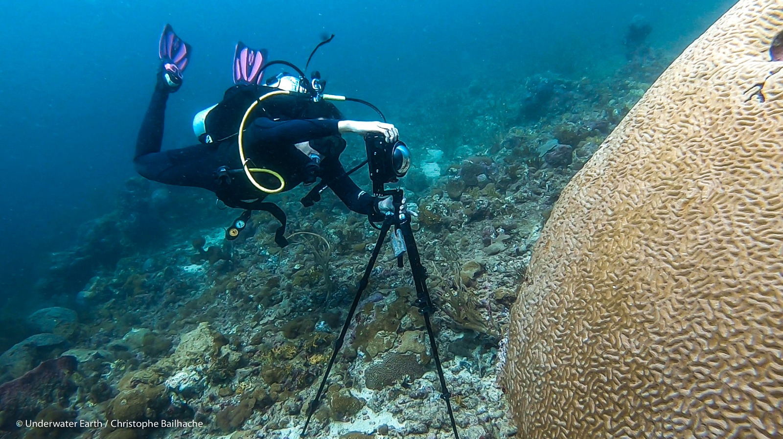 Tobago's Coral Reefs Go Online