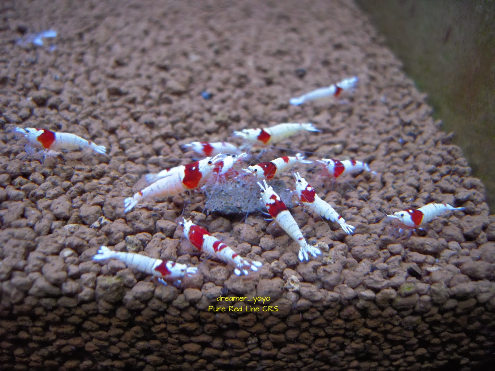 Crystal Red Shrimp: Japanese Pure Red Line Crystal Red Shrimp