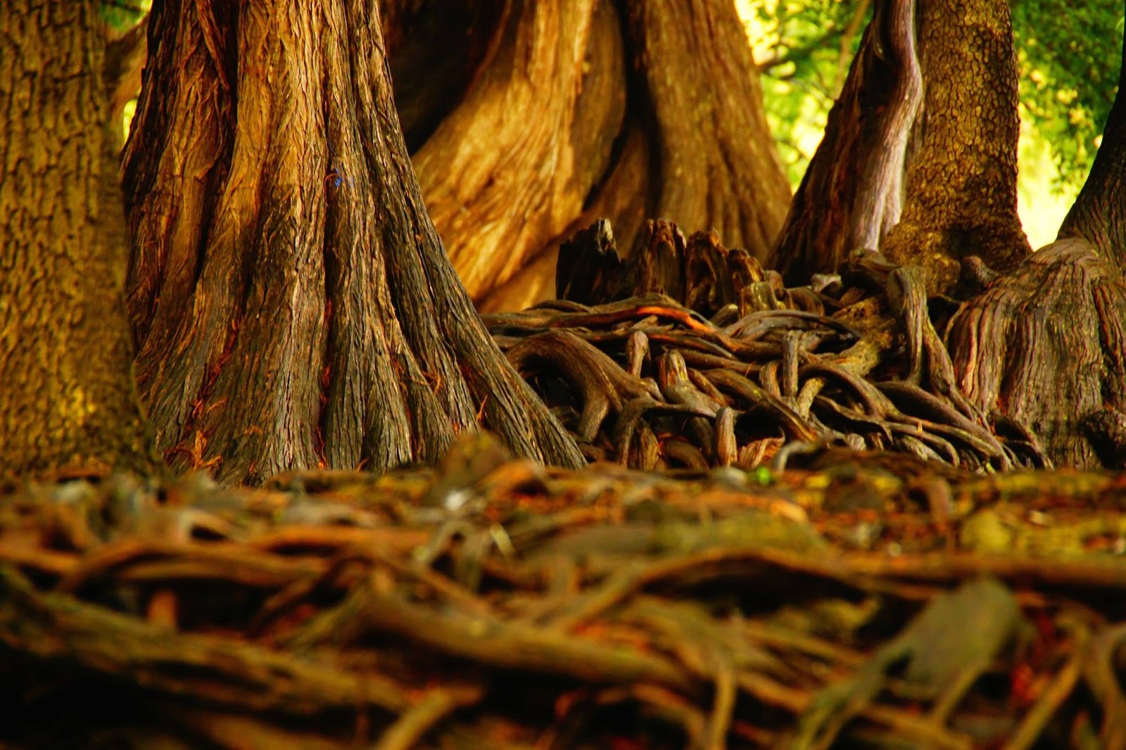 Jaime Ramos Méndez: Raíces de sabinos, o ahuehuetes, en el lago ...