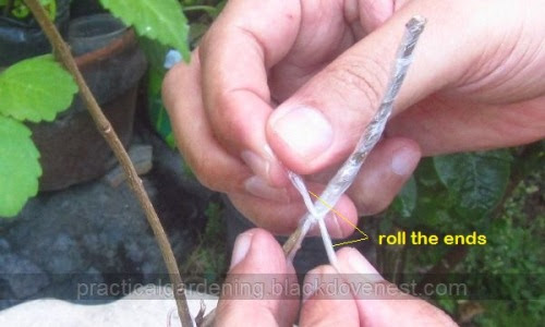 Practical Gardening: Cleft Grafting, Top-Wedge Graft or V-Graft - Part 3