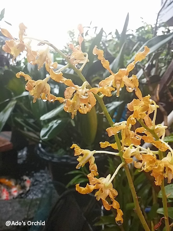Ade's Orchid: Dendrobium discolor