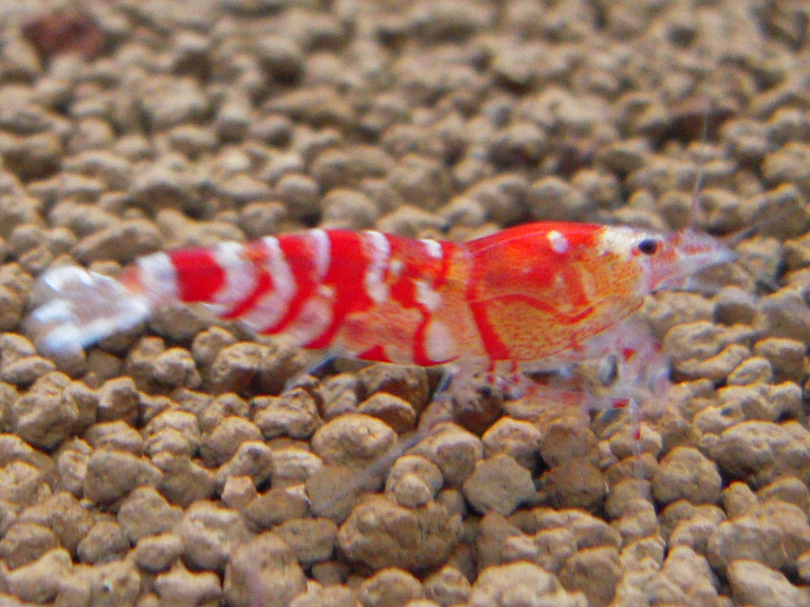 Crystal Red Shrimp: Red Tibee Shrimp --- Must see!