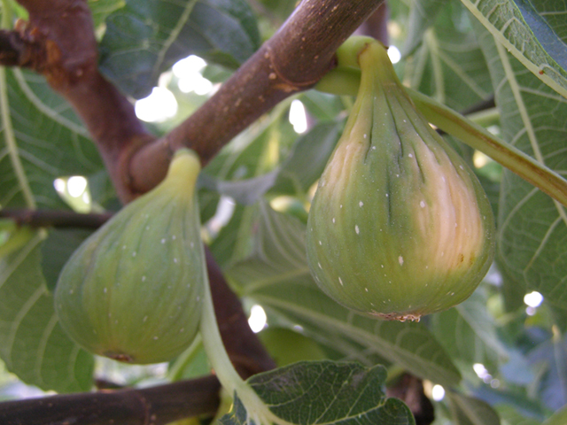 Adriatic Fig - Var Tin