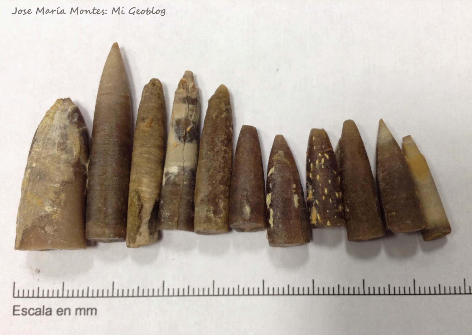 Mi Geoblog: Geologia y más: FAUNAS FOSILES DEL CRETACICO INFERIOR DEL ...
