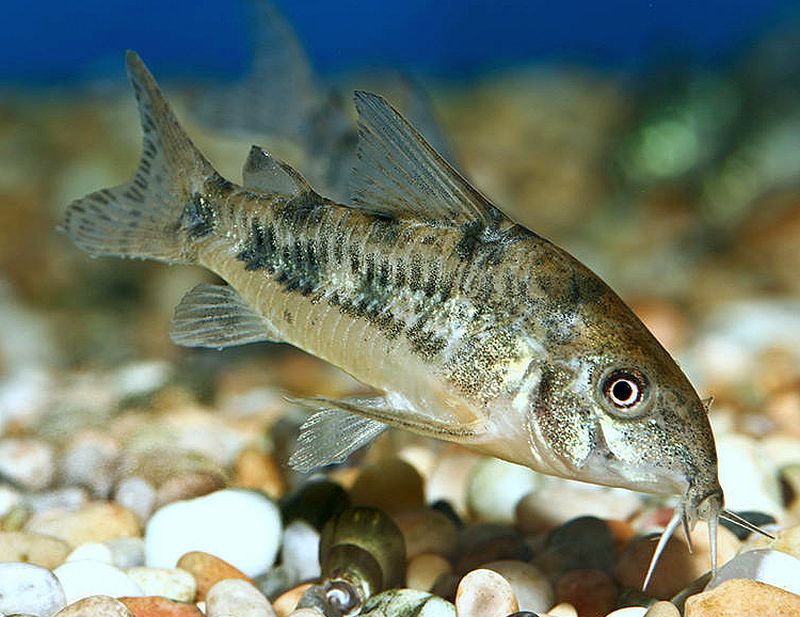 The Maintenance of Cory Catfish - fish-hobbyist