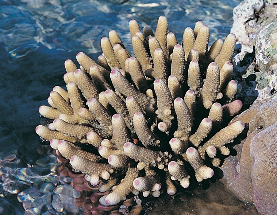 TERUMBU KARANG JARI ~ Everything About Fish