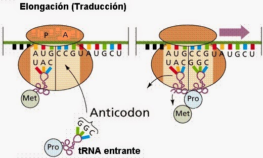 P-17 Si la secuencia de un triplete de nudeótidos en la cadena de ADN ...