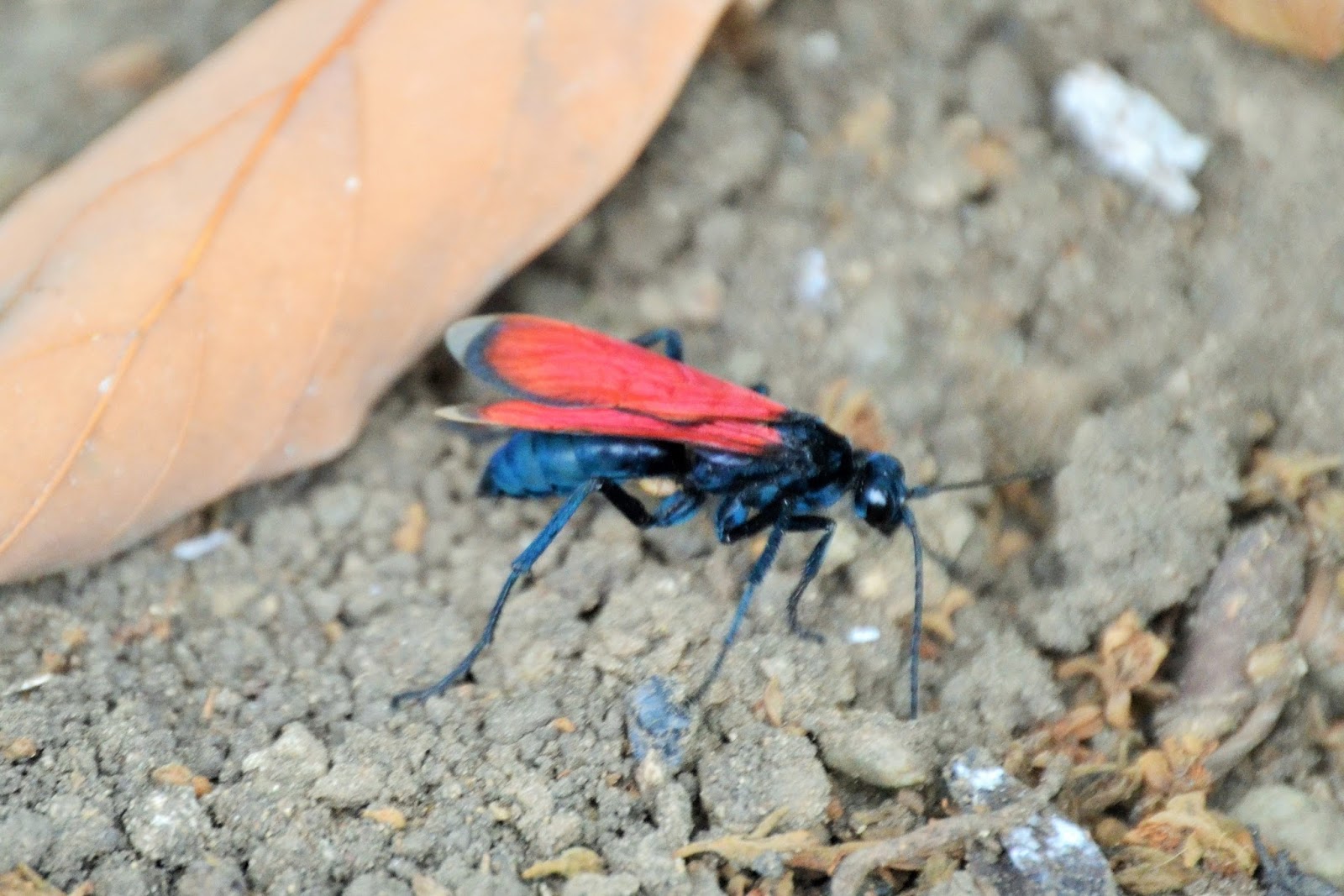 Mata Cacata o Avispa halcón | Fauna Dominicana